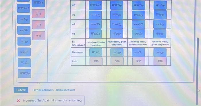 Solved Diagram this cross through the P2 generation, using | Chegg.com
