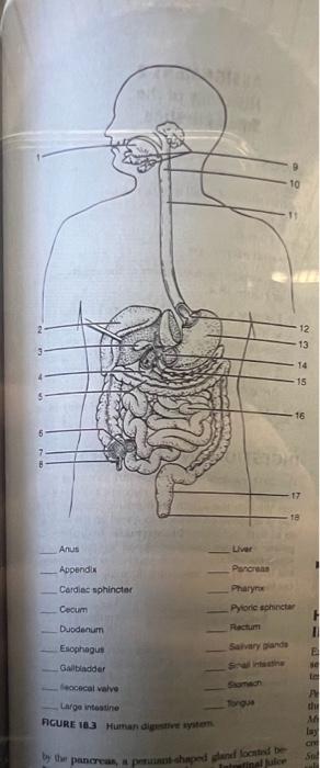 Solved Appendix Cerdies sphincter Cecum Duodenum Exophogus | Chegg.com