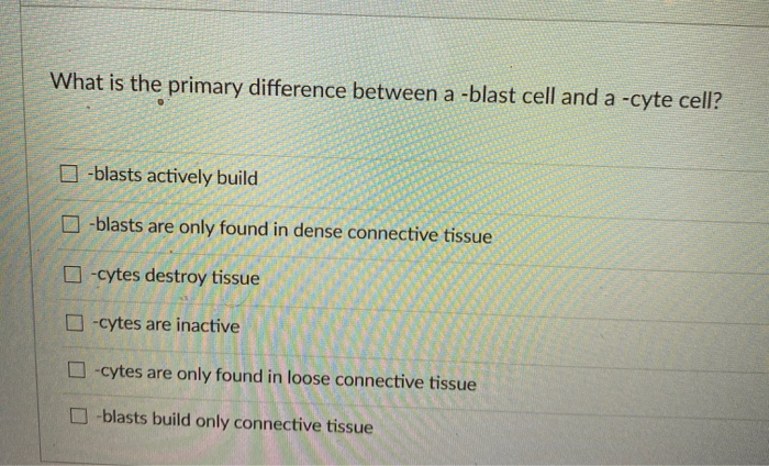Solved What is the primary difference between a -blast cell | Chegg.com