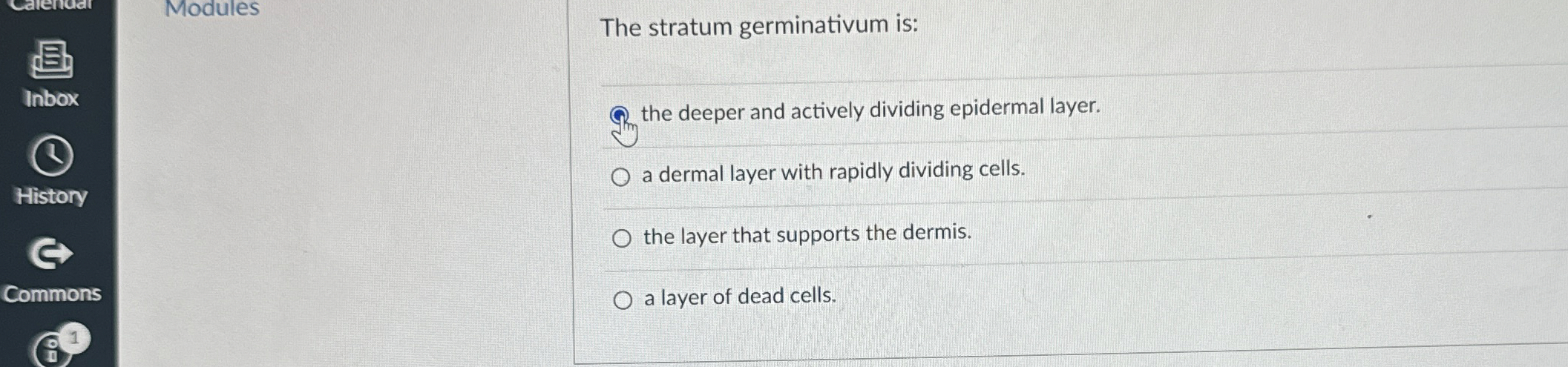 Solved ModulesThe stratum germinativum is:Q. ﻿the deeper and | Chegg.com