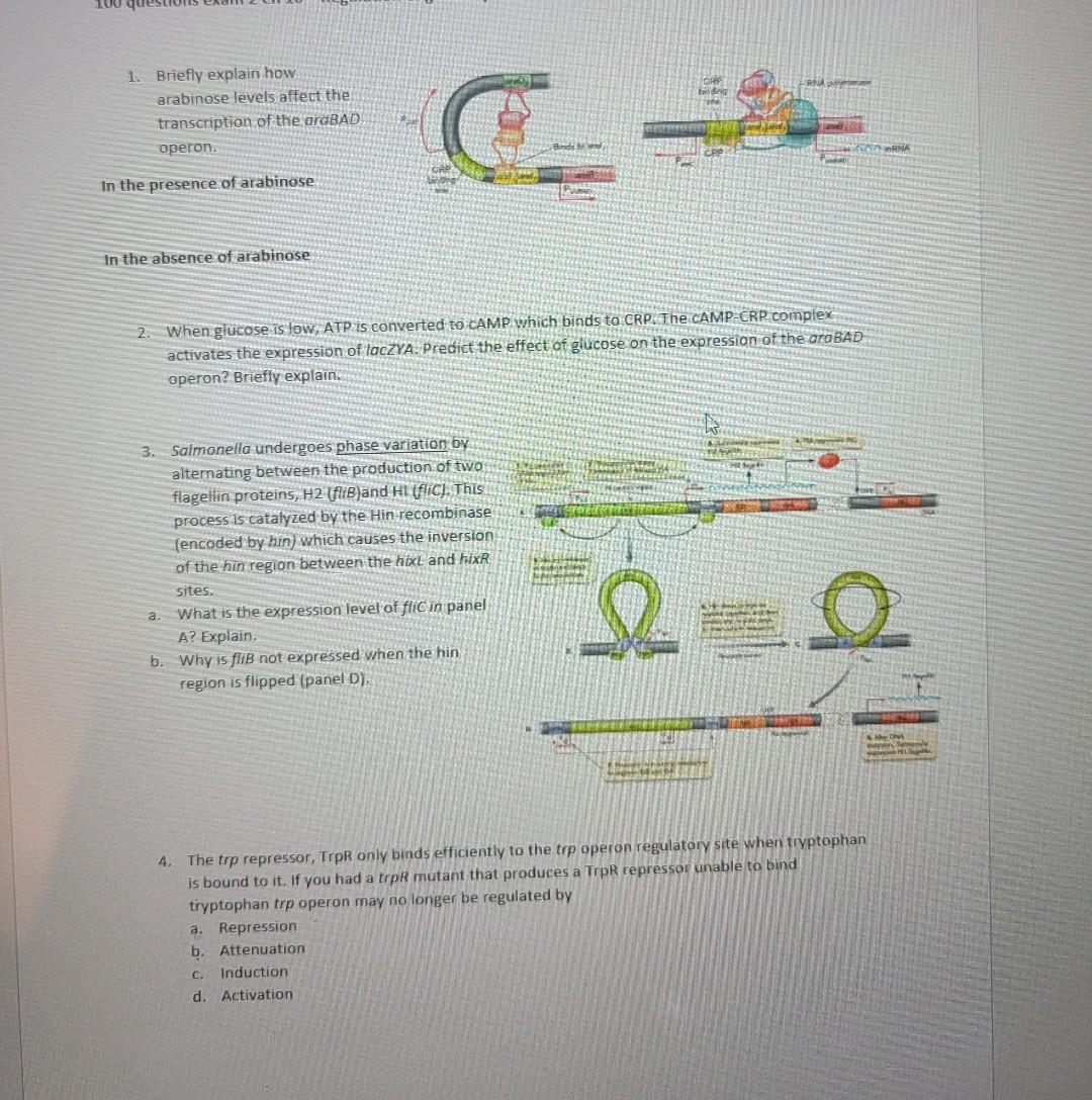 Solved 1. Briefly explain how arabinose levels affect the | Chegg.com