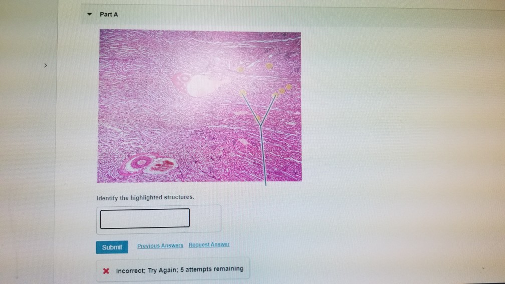 Solved Part A Identify the highlighted structures. Submit | Chegg.com