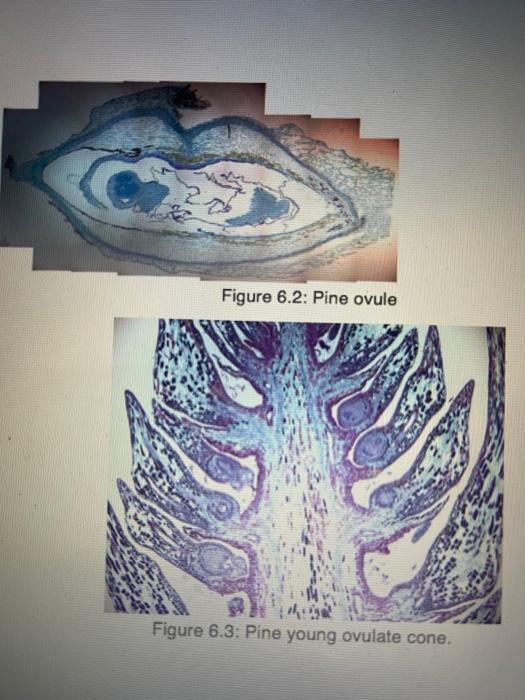 Solved ACTIVITY o Identify AND Define: Pine ovule (Figure | Chegg.com