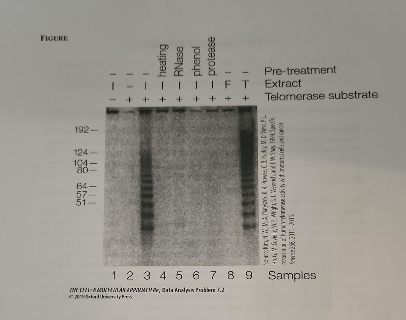 Solved The Activity of Telomerase Source: Kim, N. W., M. A. | Chegg.com