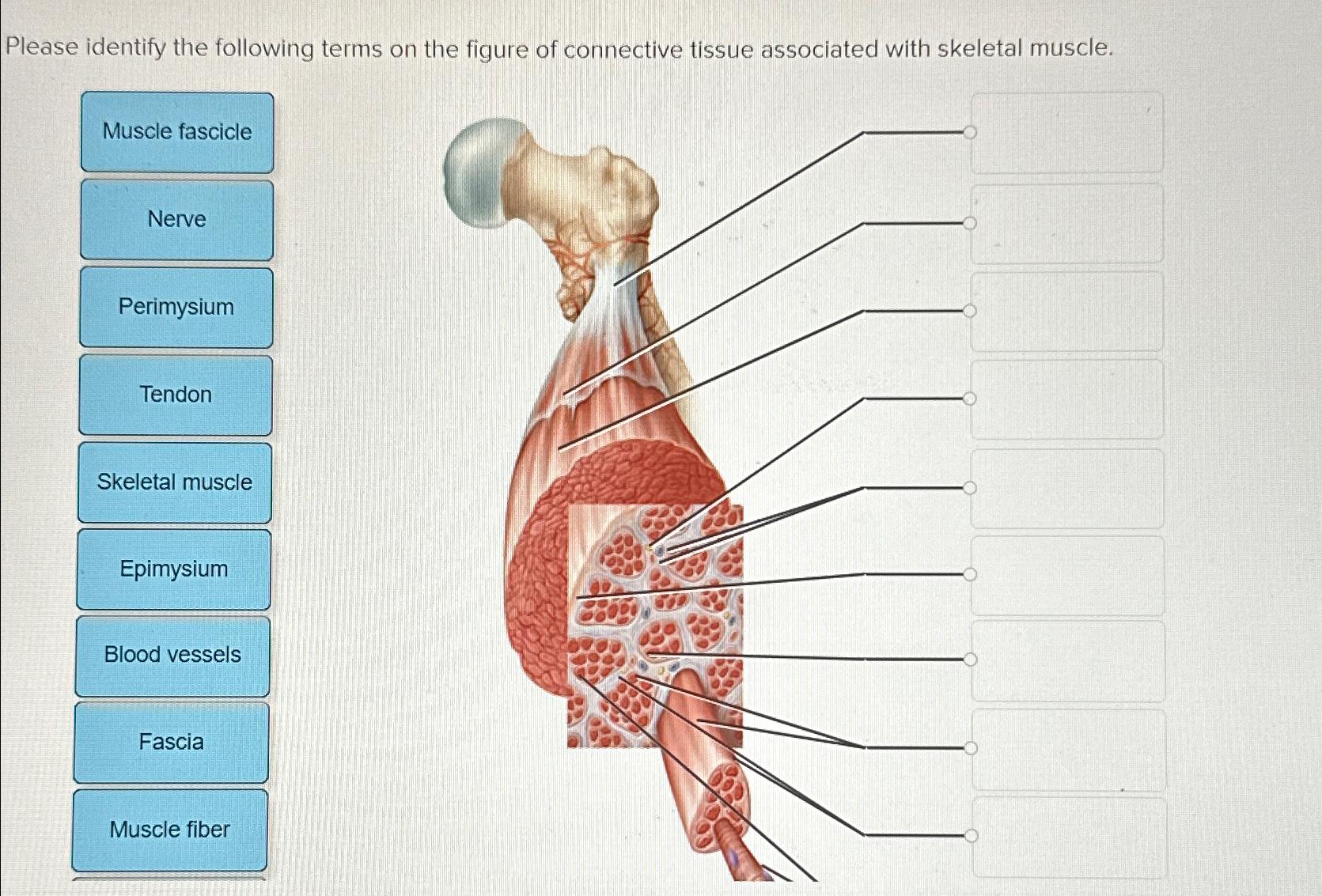 Solved Please identify the following terms on the figure of | Chegg.com