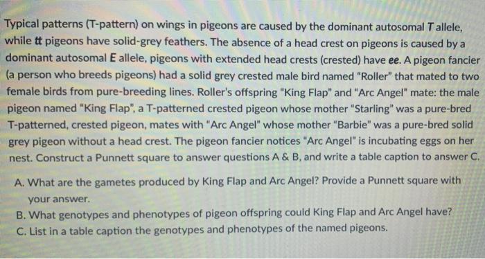 Solved Typical patterns (T-pattern) on wings in pigeons are | Chegg.com