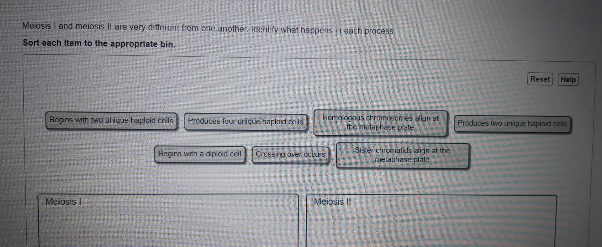 Solved Meiosis I and meiosis II are very different from one | Chegg.com