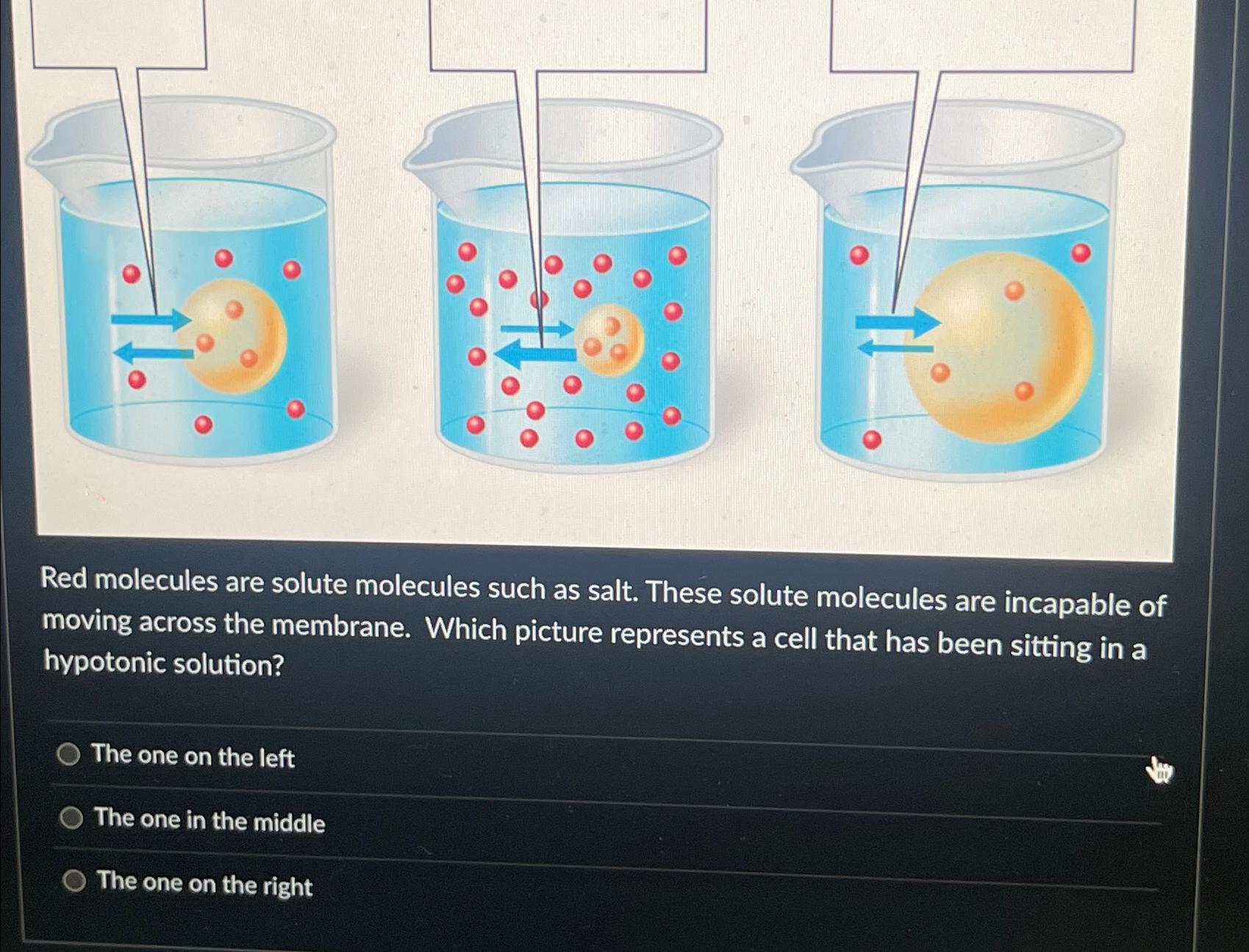 Solved Red molecules are solute molecules such as salt. | Chegg.com