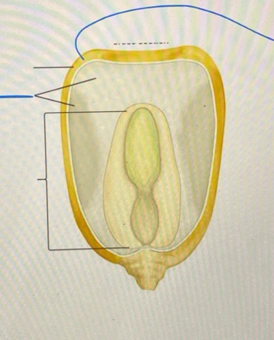 Solved identify the pericarp, endosperm, cotyledon, and | Chegg.com