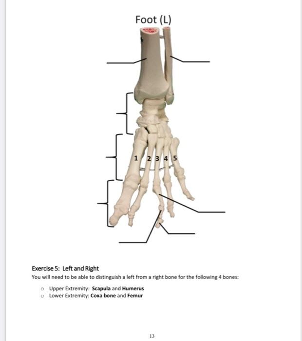 Solved E. Tarsals: There are 7 tarsal bones that form the | Chegg.com