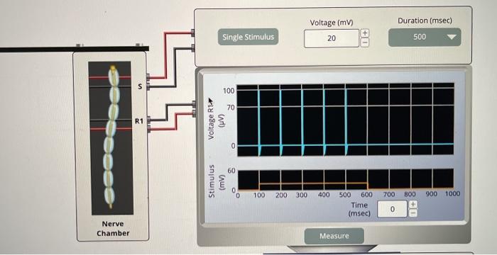 Solved Reset Activity PEx The Action Potential: Coding for | Chegg.com