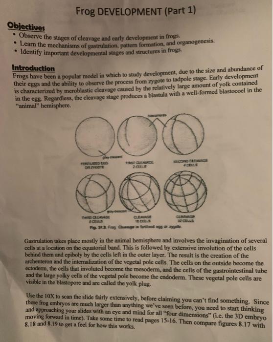 Frog DEVELOPMENT (Part 1) Objectives • Observe the | Chegg.com