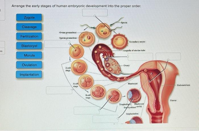 Solved Arrange the early stages of human embryonic | Chegg.com