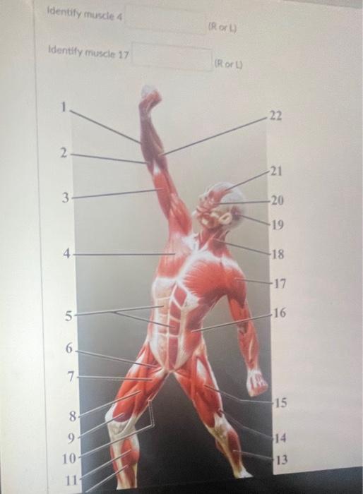 Solved Identify structure 2 (R or L) Identify structure 5 ( | Chegg.com Solved Identify structure 2 (R or L) Identify structure 5 ( | Chegg.com