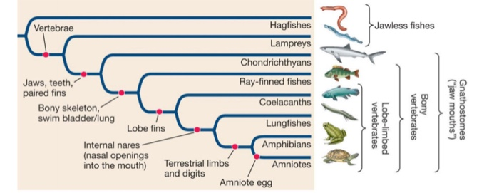 Solved Using the tree, identify all the fish that have | Chegg.com