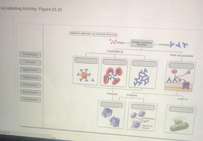 Solved Art-labeling Activity: Figure 21.15 Adate defense | Chegg.com