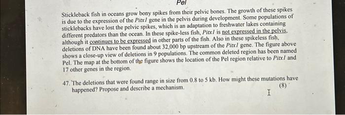 Solved Stickleback fish in oceans grow bony spikes from | Chegg.com