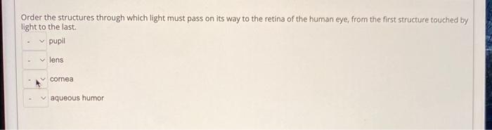 Solved Put the following structures in the correct order to | Chegg.com