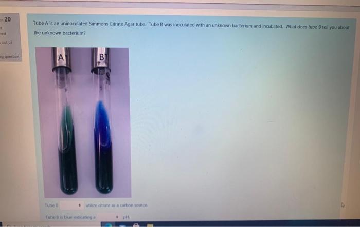 Solved 20 + Tube A is an uninoculated Simmons Citrate Agar | Chegg.com