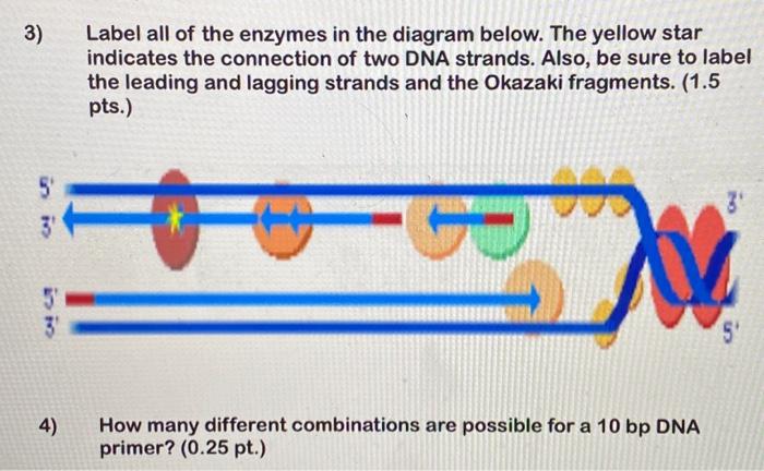 Solved Label all of the enzymes in the diagram below. The | Chegg.com