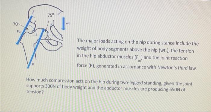 Solved The major loads acting on the hip during stance | Chegg.com