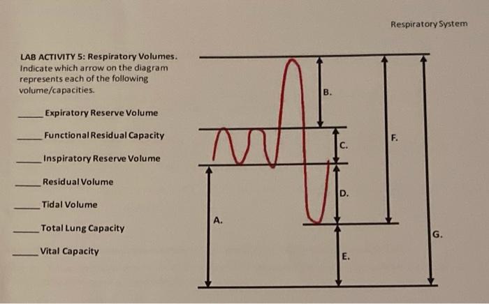 Solved Respiratory System LAB ACTIVITY 5: Respiratory | Chegg.com