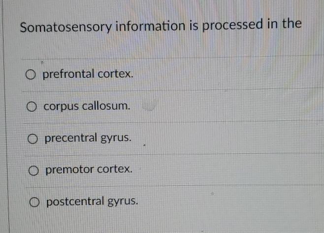 Solved Somatosensory information is processed in | Chegg.com