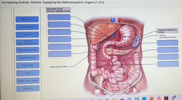 Solved Art-labeling Activity: Arteries Supplying the | Chegg.com