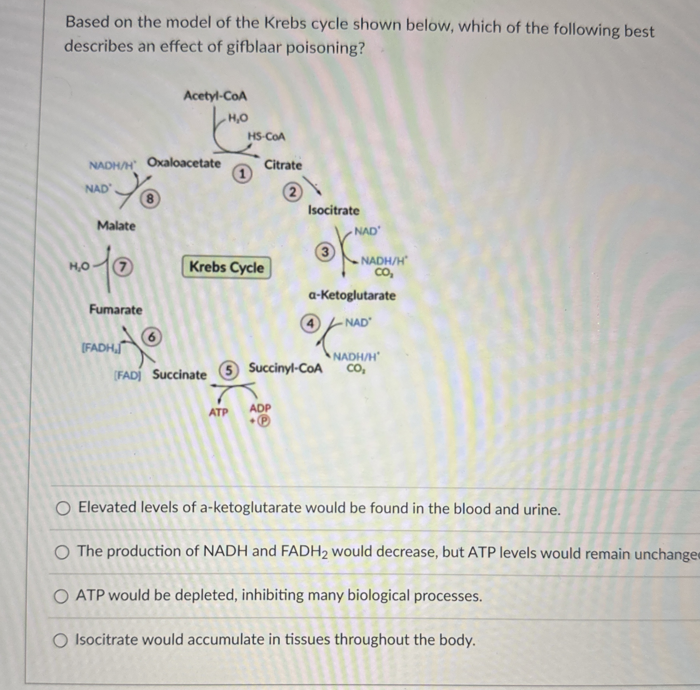 Solved Based on the model of the Krebs cycle shown below, | Chegg.com