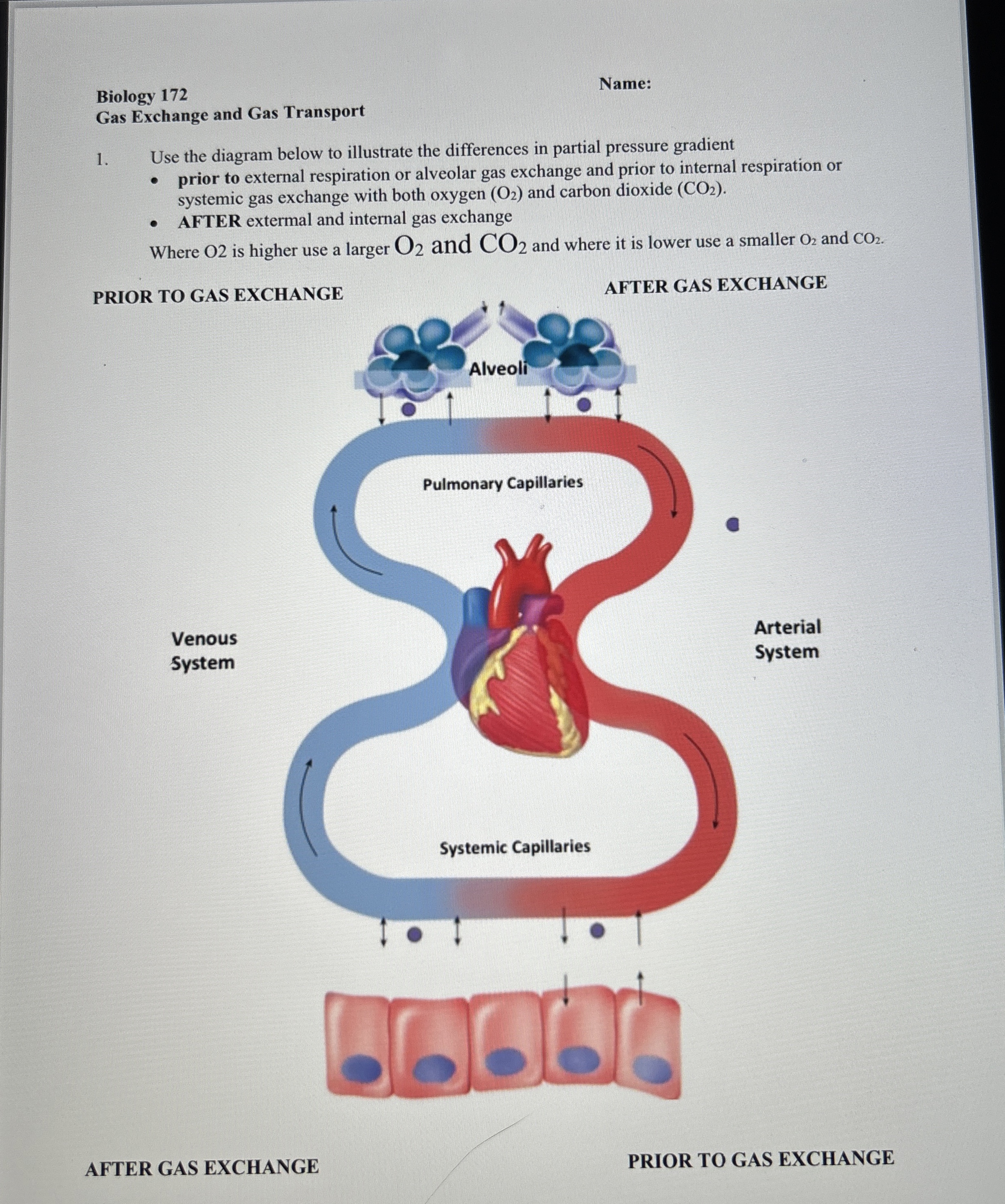 Solved Biology 172Name:Gas Exchange and Gas TransportUse the | Chegg.com