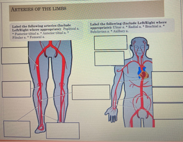 Solved ARTERIES OF THE ABDOMEN Chapter 20 Lab Homework Label | Chegg.com