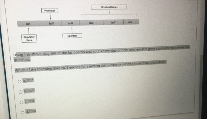 Solved Structural Genes Promoter laci Lacp laco lacz lack | Chegg.com