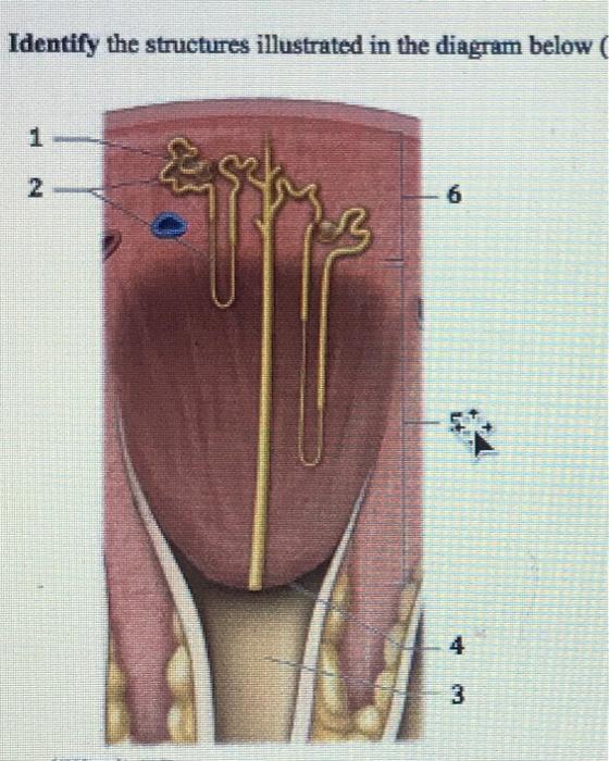 Solved Identify the structures illustrated in the diagram | Chegg.com