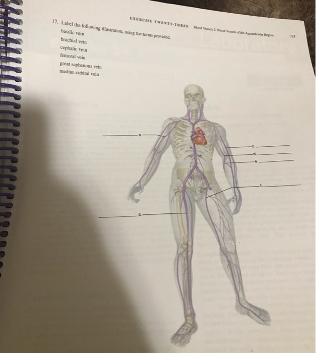 Solved 332 EXERCISE TWENTY-THREE Bloed Vouch Blood vessels | Chegg.com