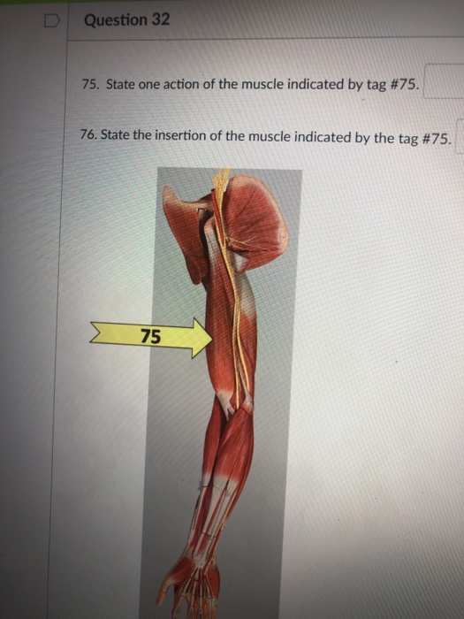 Solved Question 32 75. State one action of the muscle | Chegg.com