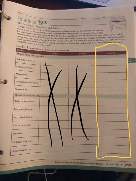Solved Name Dater Section Pre-Lab Exercise 10-3 Muscle | Chegg.com