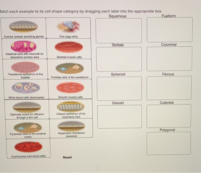 Solved hatch each example to its cell shape category by | Chegg.com