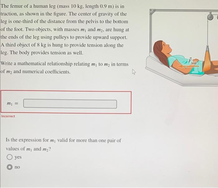 Solved The femur of a human leg (mass 10 kg, length 0.9 m ) | Chegg.com