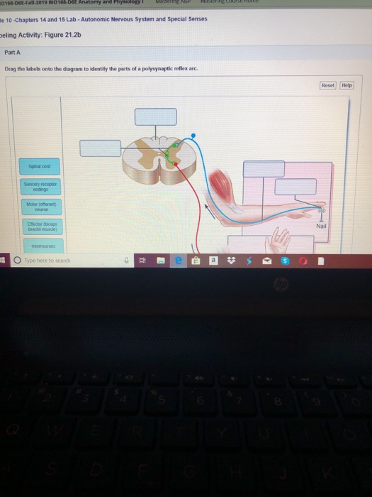 Solved 10 Chapters 14 and 15 Lab. Autonomic Nervous System | Chegg.com