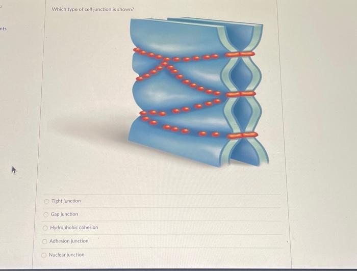 Solved Which type of cell junction is shown? Tight junction | Chegg.com