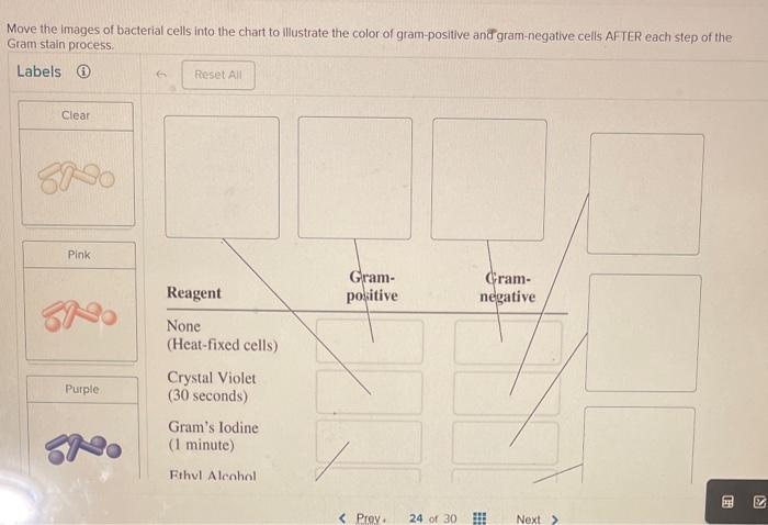 Solved Move the images of bacterial cells into the chart to | Chegg.com
