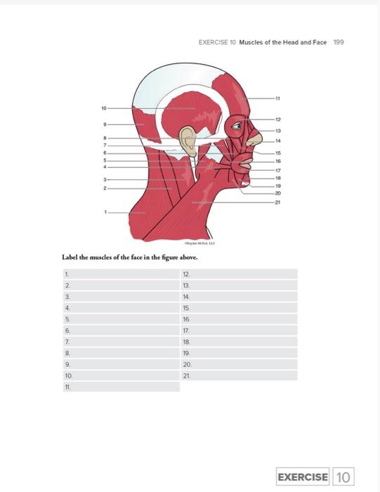 Solved EXERCISE 10 Muscles of the Head and Face 199 - 11 10 | Chegg.com