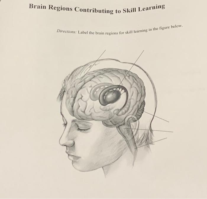 Solved Brain Regions Contributing to Skill Learning | Chegg.com