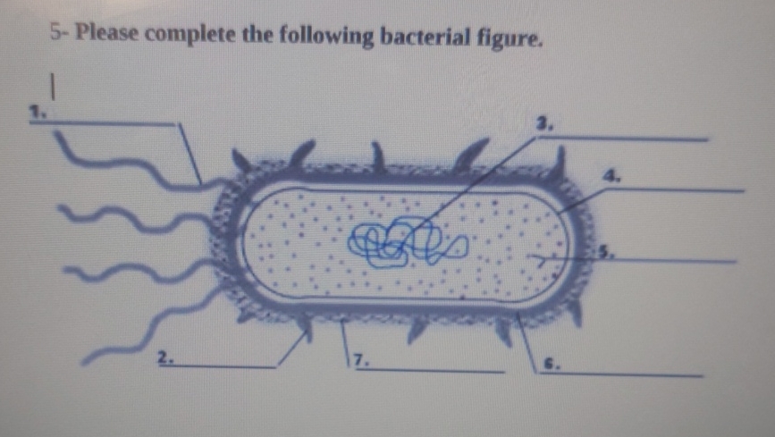 Solved 5- ﻿Please complete the following bacterial figure. | Chegg.com