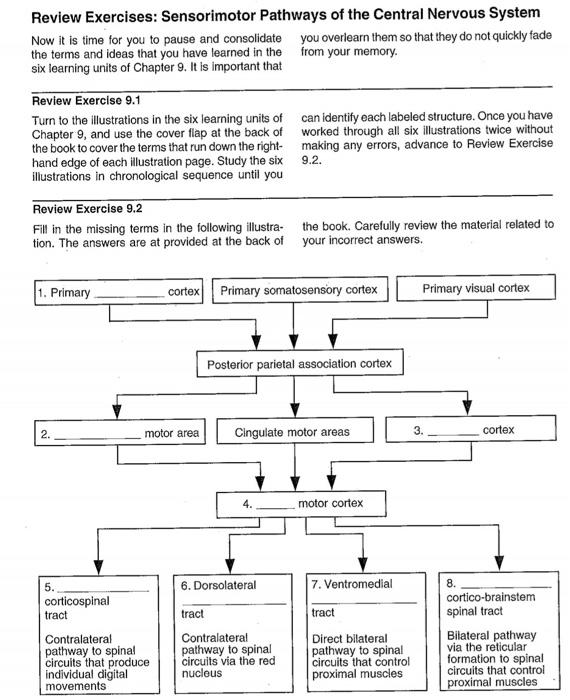 Solved Review Exercises: Sensorimotor Pathways of the | Chegg.com