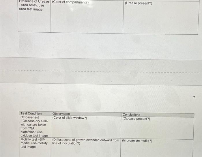 Solved Urea test: Oxidase test: SIM media (for motility): | Chegg.com