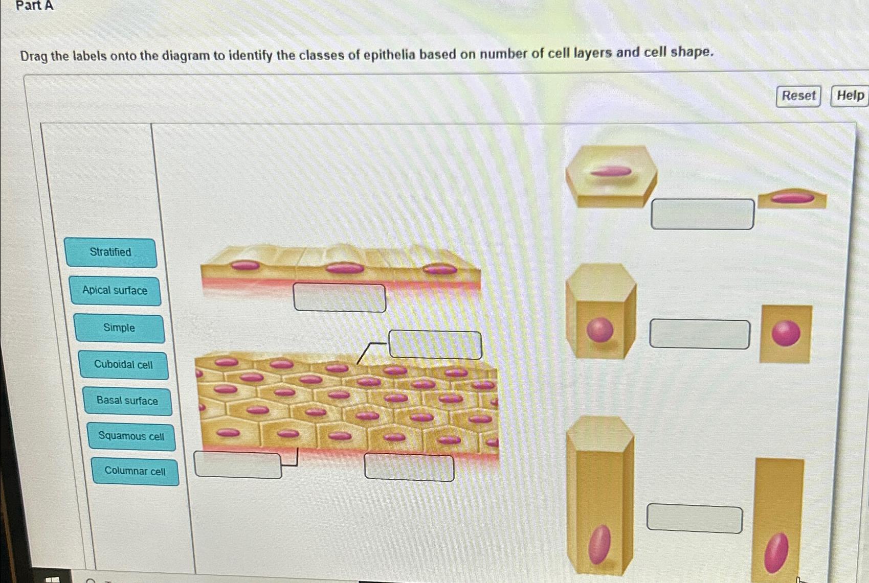 Solved Part ADrag the labels onto the diagram to identify | Chegg.com