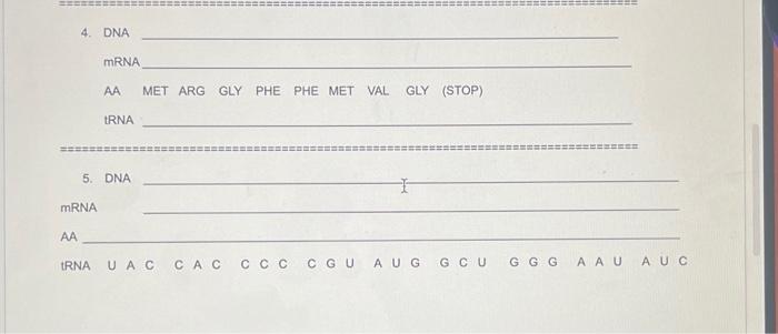 Solved 4. DNA MRNA AA MET ARG GLY PHE PHE MET VAL GLY (STOP) | Chegg.com