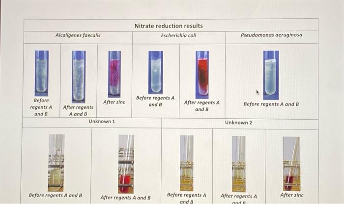 Solved Nitrate reduction results Escherichia coli | Chegg.com