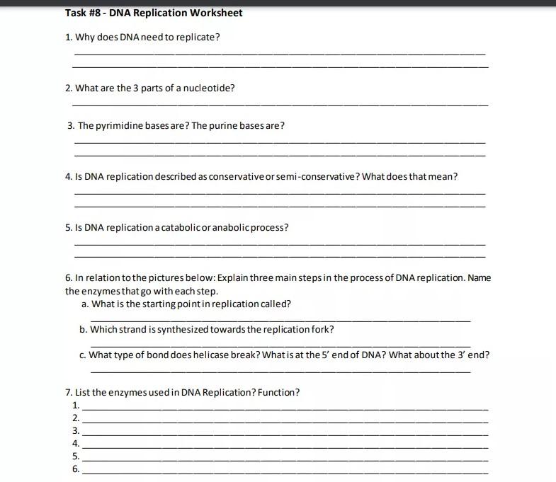 Solved Task #8 - DNA Replication Worksheet 1. Why does DNA | Chegg.com